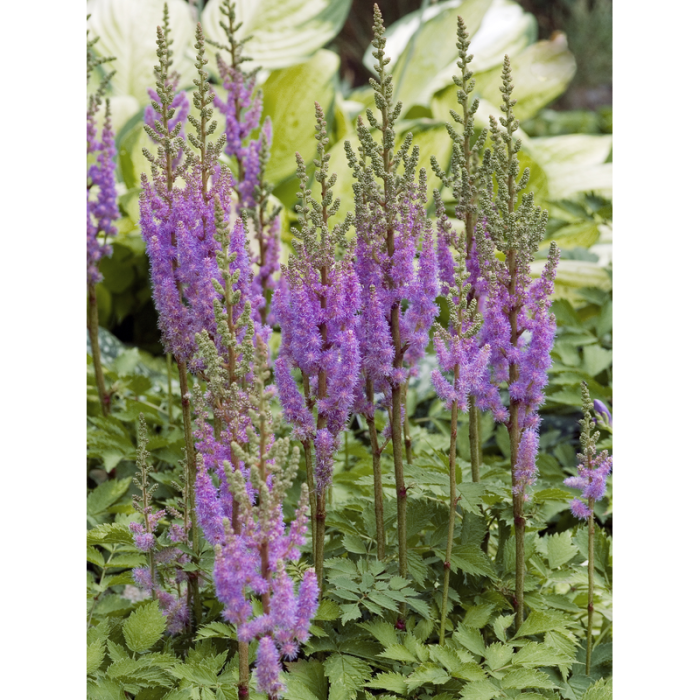 Perenn Dvärgastilbe Ø 9-11cm kruka Omnia Garden (P-68720531) | Byggmax