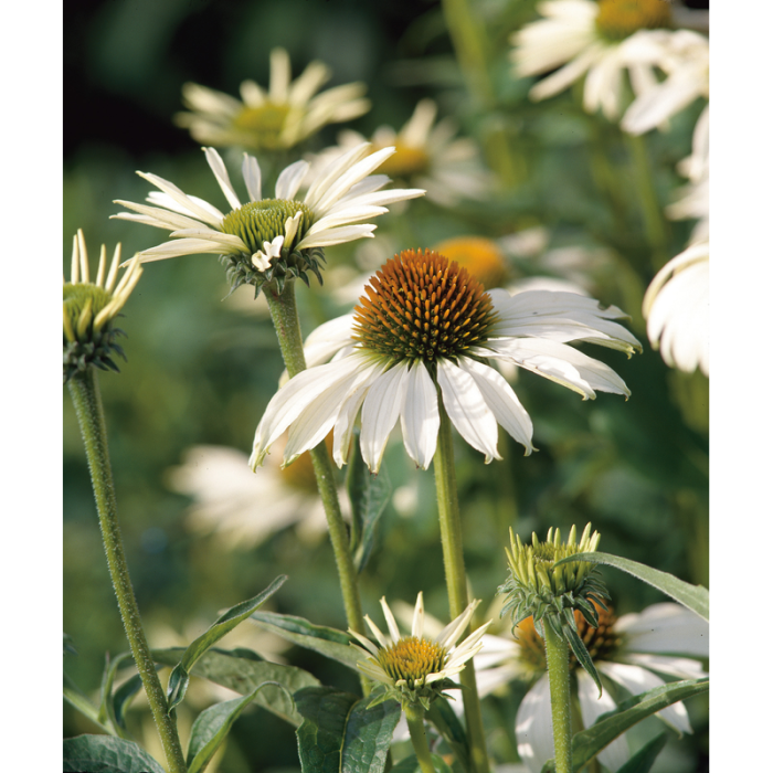 Perenn Solhatt Alba C2 Omnia Garden (P-68720676) | Byggmax