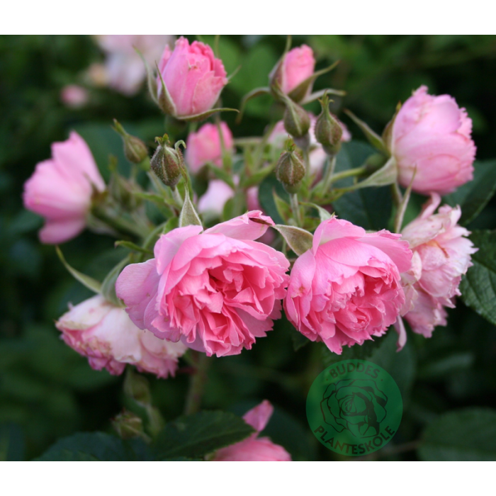Rosor Rugosa-Ros Pink Grootendorst Barrot Omnia Garden (P-68720446 ...