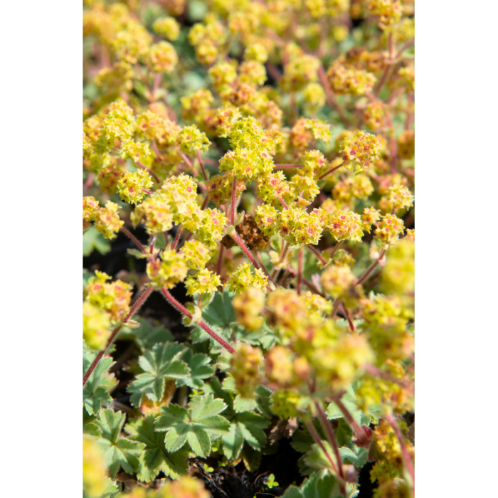 Perenn Rödskaftig Daggkåpa Ø 9-11cm kruka Omnia Garden (P-68720510 ...