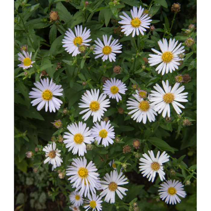 Perenn Fjäderaster Madiva Ø 9-11cm kruka Omnia Garden (P-68720602 ...